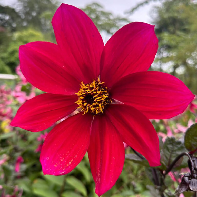 Kells Bay Plant Centre – Rare & Exotic Plants