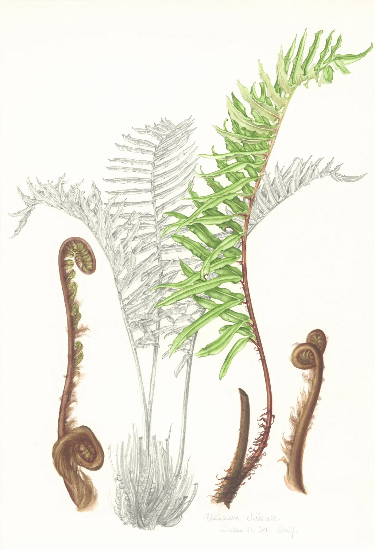 Susan Sex - 'Blechnum chilense' - Kells Bay House